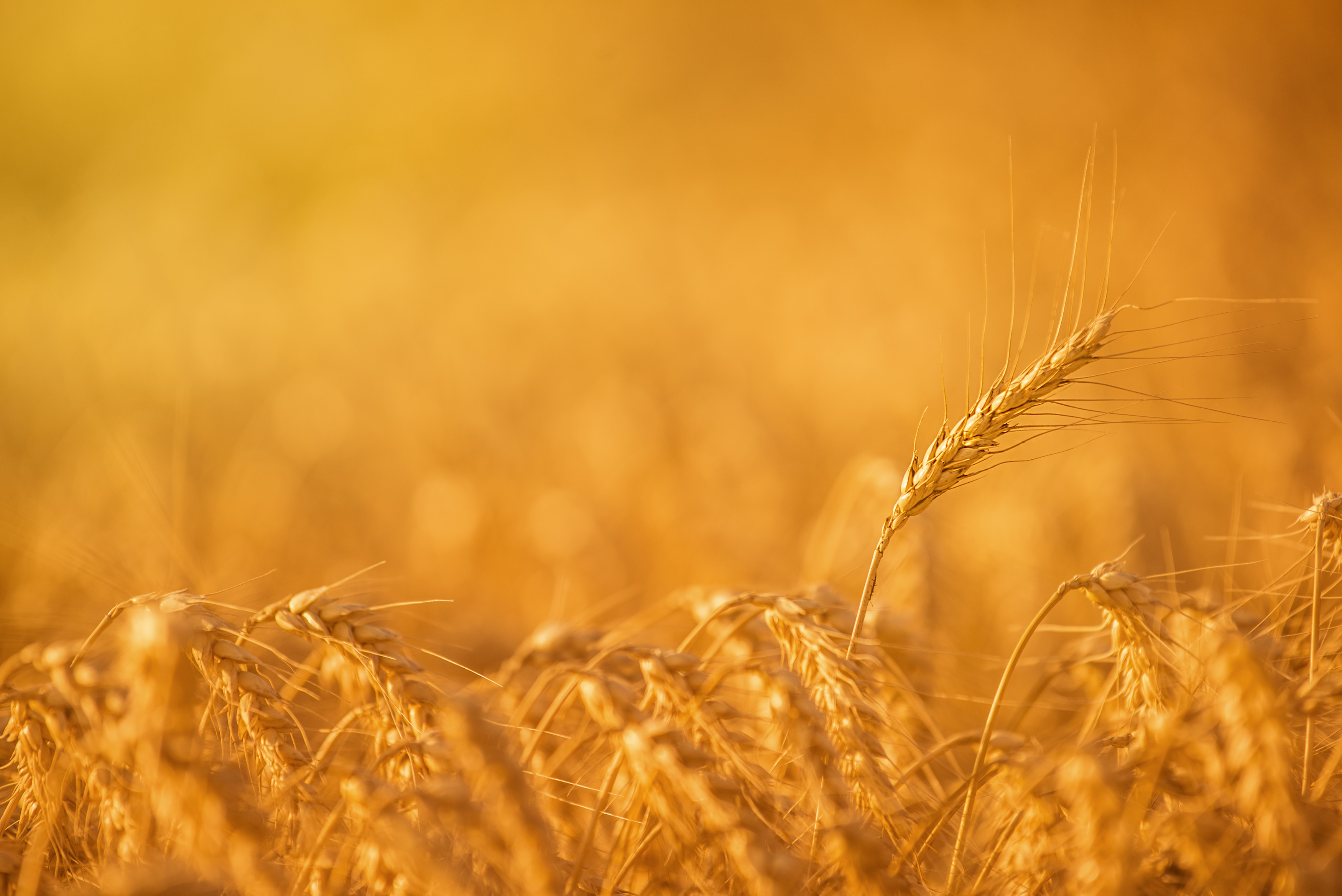 Wheat Agriculture