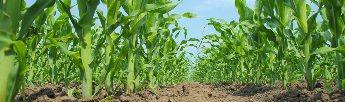 Corn Agriculture Crop Protection East Canada | Nufarm Canada