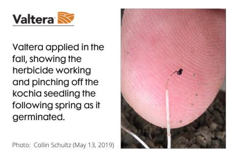 5 Tips For Spraying Valtera Ahead Of Lentils This Spring | Nufarm Canada