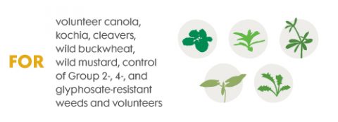 Pre-seed Burndown Herbicides | Nufarm Canada