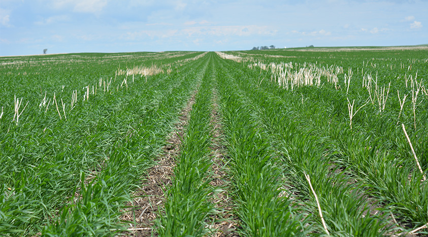 A multi-pronged approach to managing herbicide resistance | Nufarm Canada