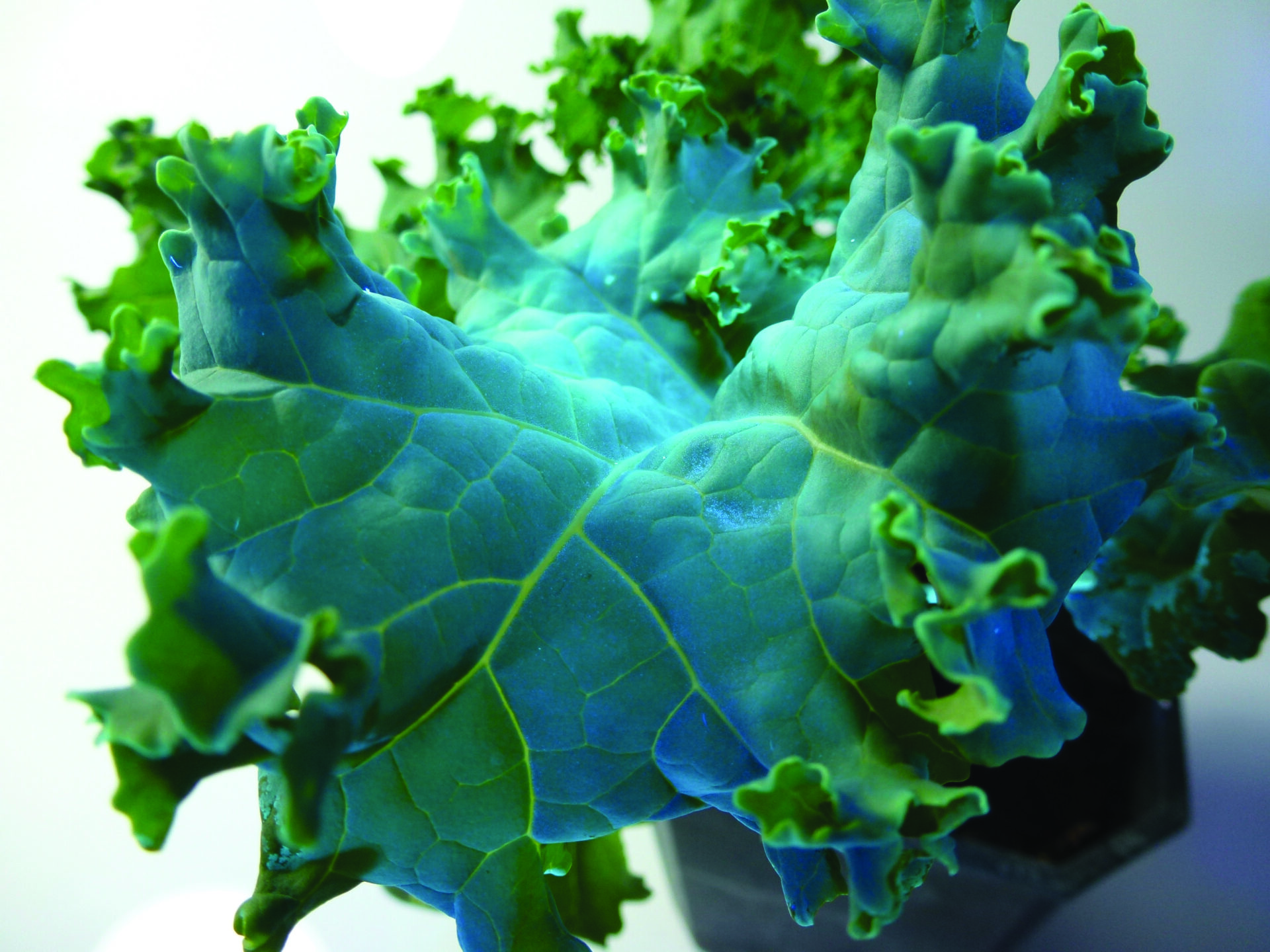 Make The Most of Your Summer Insecticides with SprayWise Adjuvants ...