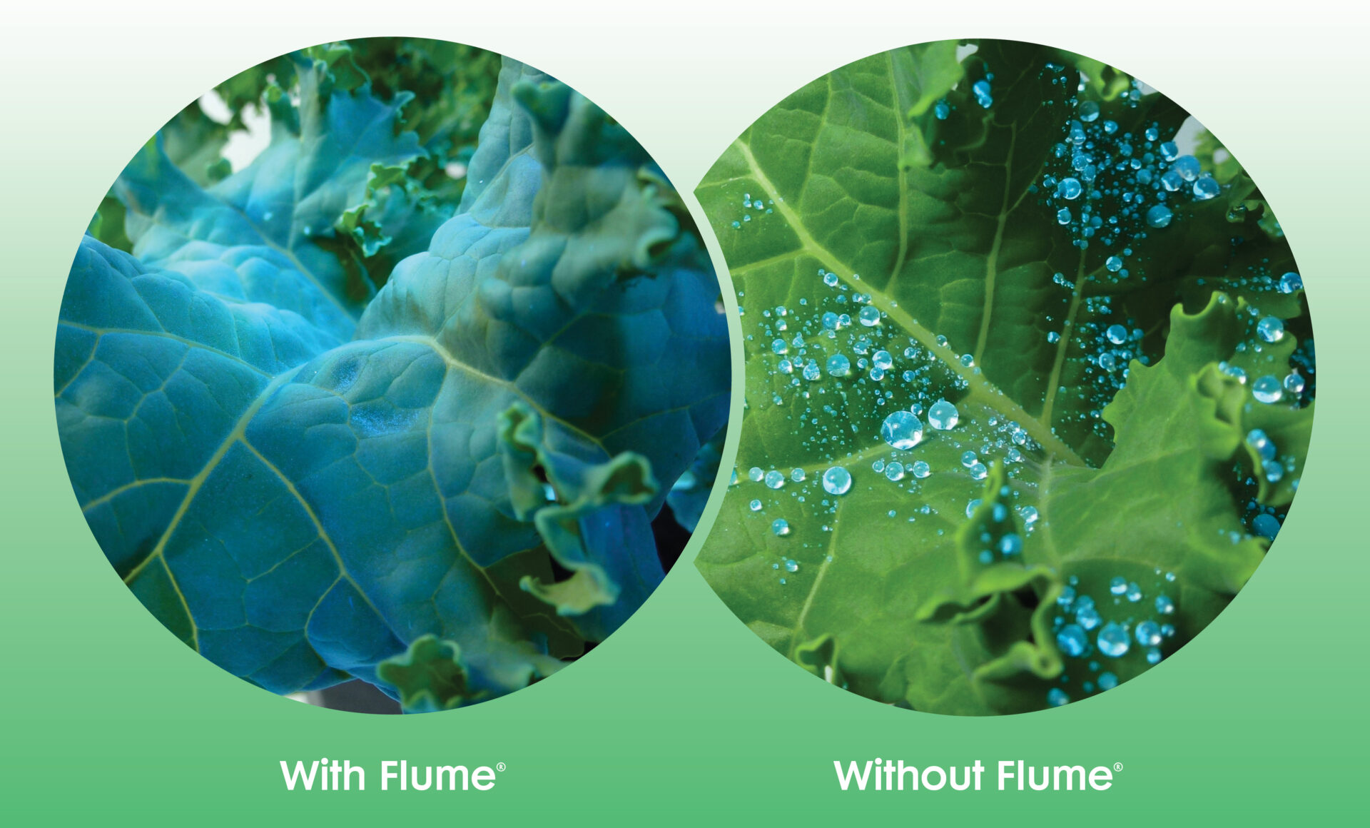 Make The Most of Your Summer Insecticides with SprayWise Adjuvants ...