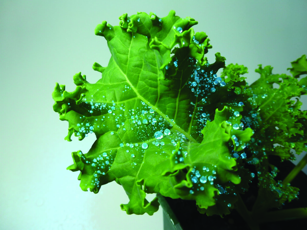 Make The Most of Your Summer Insecticides with SprayWise Adjuvants ...