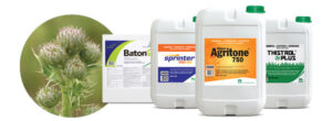 Beat Californian Thistle with our broadleaf weed solutions - Nufarm New ...