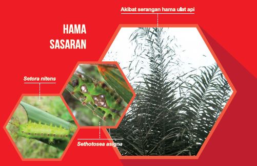 PENGENDALIAN ULAT API DENGAN INOVATE 100EC - Nufarm Indonesia