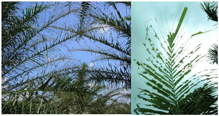 Ulat api - Nufarm Indonesia