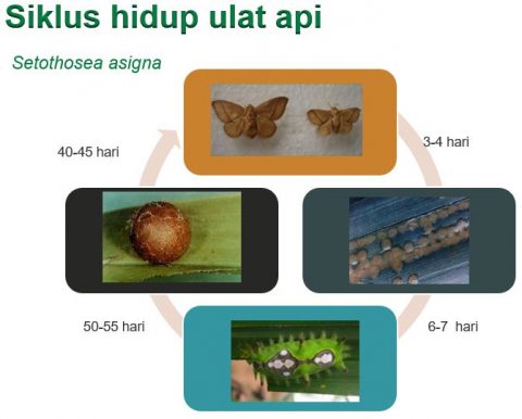 Ulat api - Nufarm Indonesia