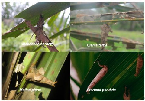 Ulat Kantong - Nufarm Indonesia