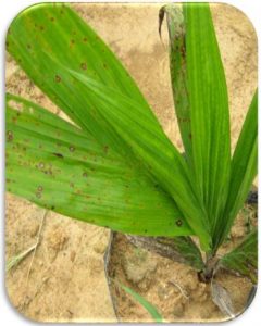Bercak Daun-Curvularia - Nufarm Indonesia