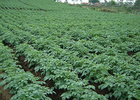 Kentang - Nufarm Indonesia