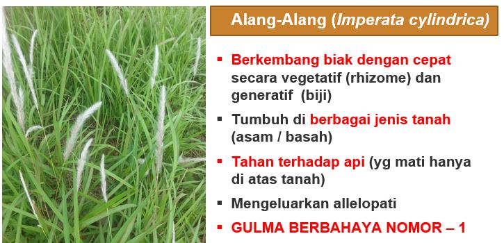 Gulma Berdaun Sempit & Teki - Nufarm Indonesia