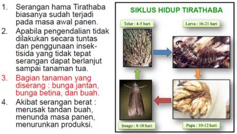 Ulat Penggerek Buah - Nufarm Indonesia