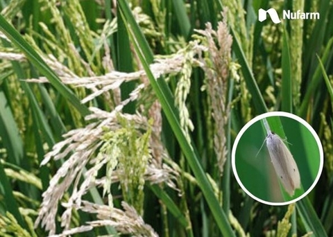 HAMA PENGGERAK BATANG PADI - Nufarm Indonesia