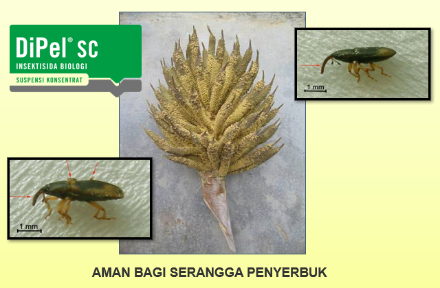 Dipel SC PENGENDALIAN ULAT PALING EFEKTIF DAN AMAN - Nufarm Indonesia