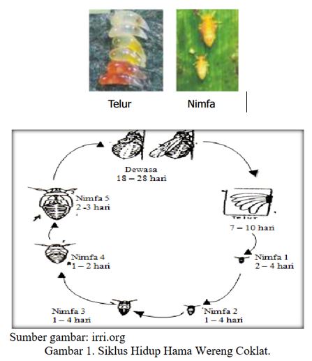 PENGENDALIAN HAMA WERENG PADA TANAMAN PADI - Nufarm Indonesia