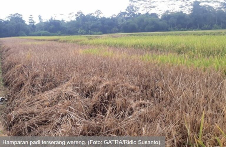 PENGENDALIAN HAMA WERENG PADA TANAMAN PADI - Nufarm Indonesia