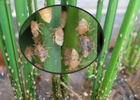 PENGENDALIAN HAMA WERENG PADA TANAMAN PADI - Nufarm Indonesia