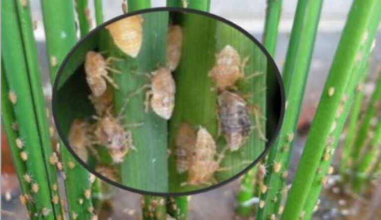 5 HAMA UTAMA YANG SERING MENYERANG TANAMAN PADI - Nufarm Indonesia