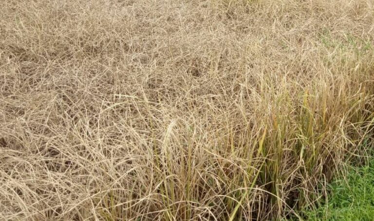 5 HAMA UTAMA YANG SERING MENYERANG TANAMAN PADI - Nufarm Indonesia