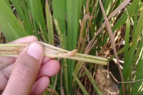 5 HAMA UTAMA YANG SERING MENYERANG TANAMAN PADI - Nufarm Indonesia