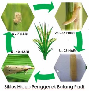 5 HAMA UTAMA YANG SERING MENYERANG TANAMAN PADI - Nufarm Indonesia