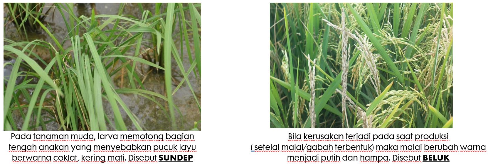 5 HAMA UTAMA YANG SERING MENYERANG TANAMAN PADI - Nufarm Indonesia