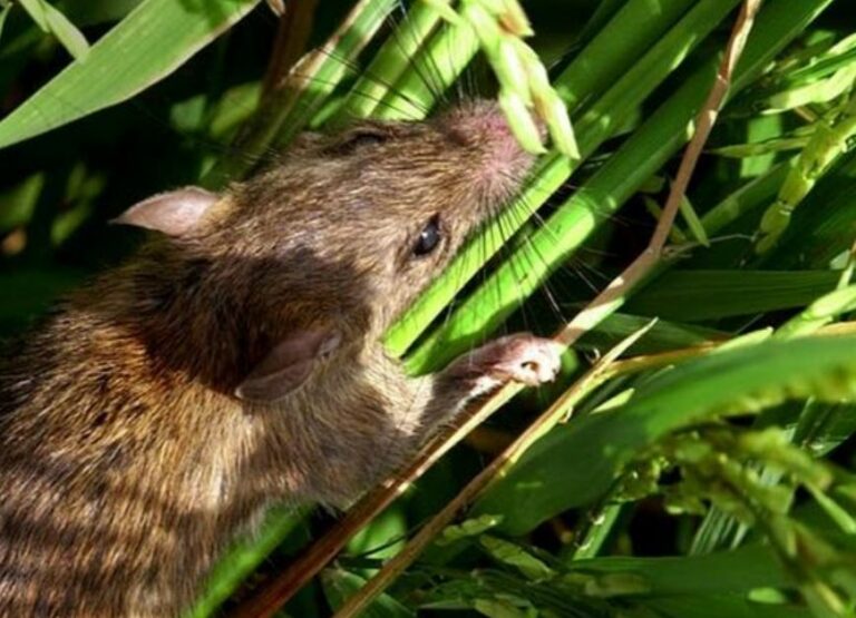 5 HAMA UTAMA YANG SERING MENYERANG TANAMAN PADI - Nufarm Indonesia