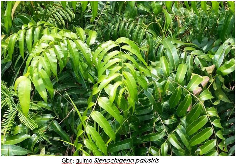 Herbisida Pengendali Pakis -Pakisan - Nufarm Indonesia