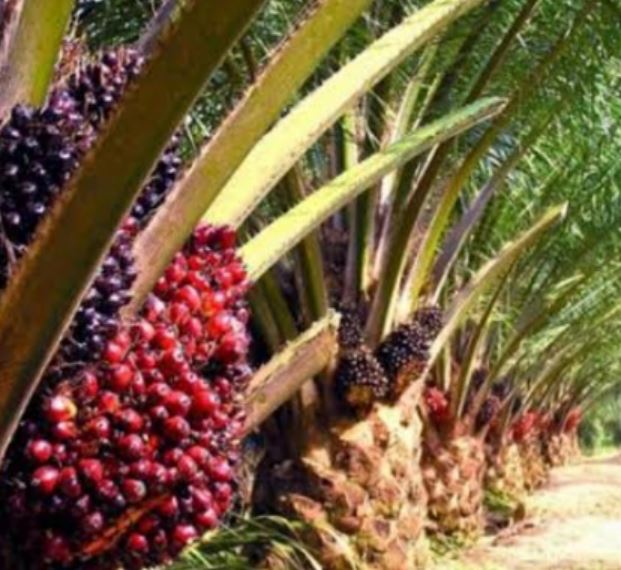 Solusi Strategis Pengendalian Hama Penggerek Buah Sawit Menggunakan ...