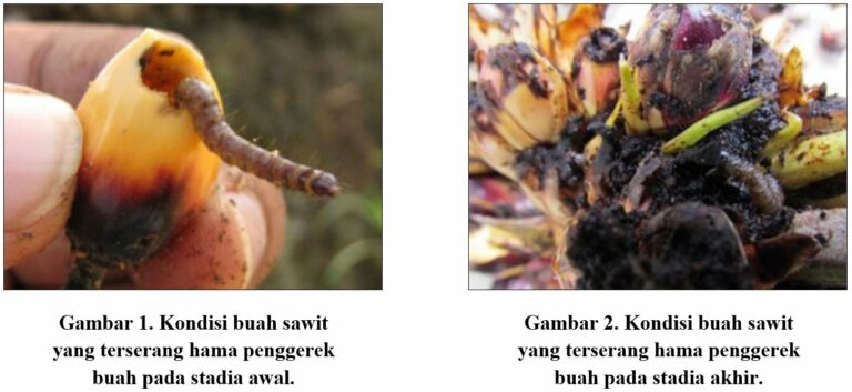 Solusi Strategis Pengendalian Hama Penggerek Buah Sawit Menggunakan ...