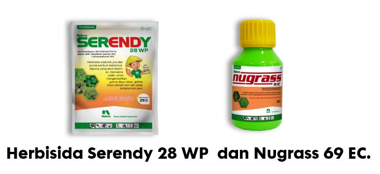 Hindari Penurunan Hasil Akibat Gulma Pada Tanaman Padi - Nufarm Indonesia