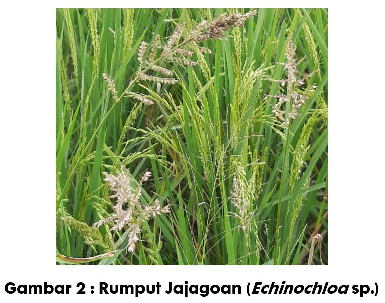 Hindari Penurunan Hasil Akibat Gulma Pada Tanaman Padi - Nufarm Indonesia