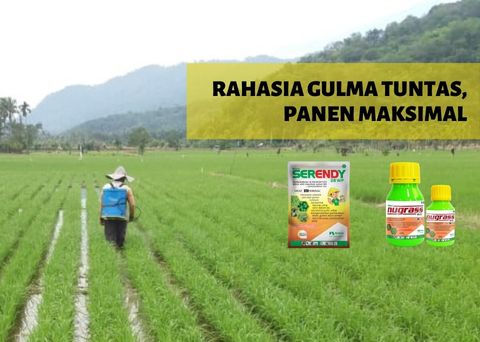 Hindari Penurunan Hasil Akibat Gulma Pada Tanaman Padi - Nufarm Indonesia