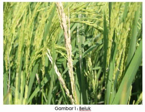 Pengendalian Hama Penggerek Batang Padi - Nufarm Indonesia