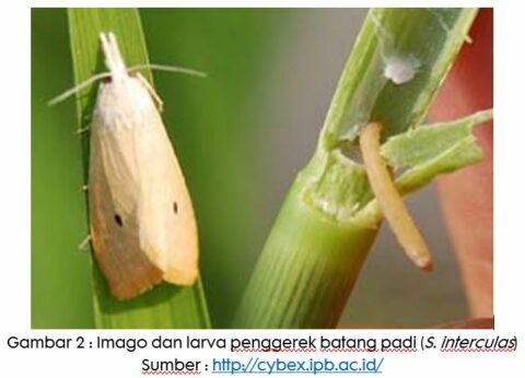 Pengendalian Hama Penggerek Batang Padi - Nufarm Indonesia