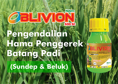 Pengendalian Hama Penggerek Batang Padi - Nufarm Indonesia