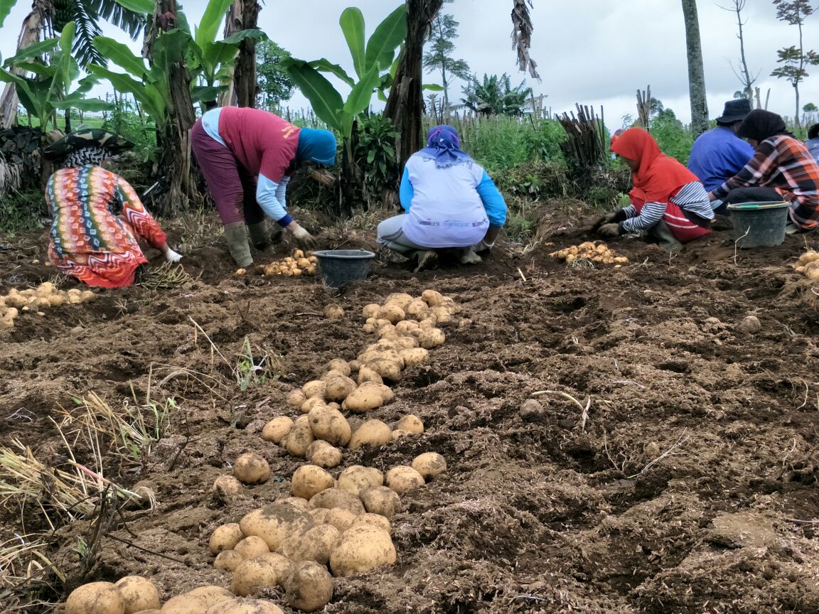 Tips Ampuh Mempercepat Penunasan Bibit dan Meningkatkan Bobot Umbi ...