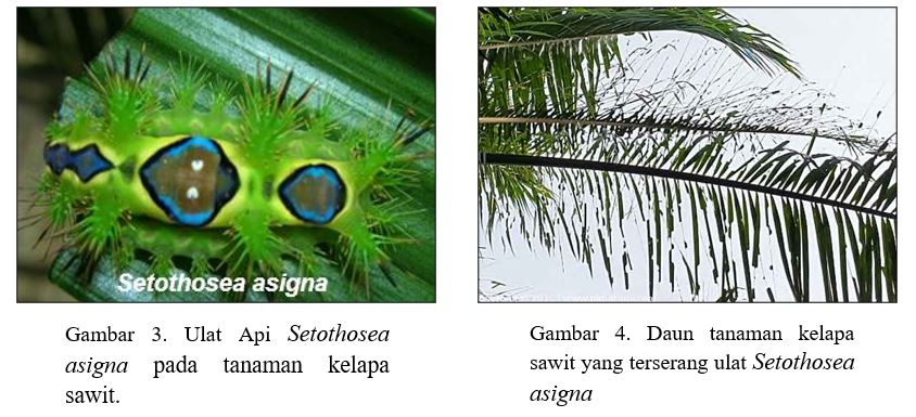 Cukup Inovate 100 EC Mengendalikan Ulat Api Secara Efektif dan Ekonomis ...
