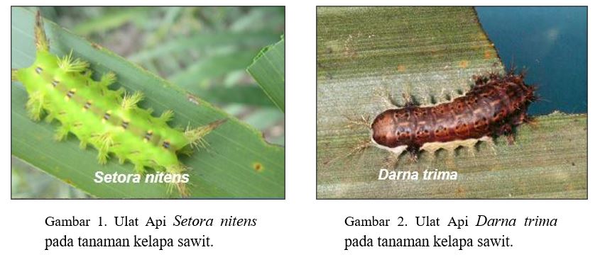 Cukup Inovate 100 EC Mengendalikan Ulat Api Secara Efektif dan Ekonomis ...