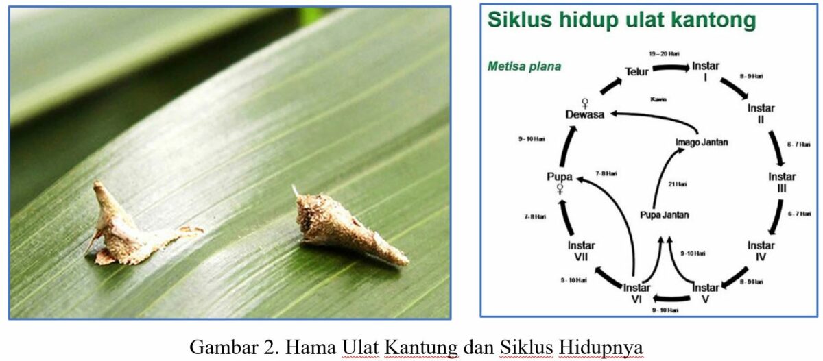 Pengendalian Hama Ulat Kantung Pada Tanaman Kelapa Sawit dengan Metode ...