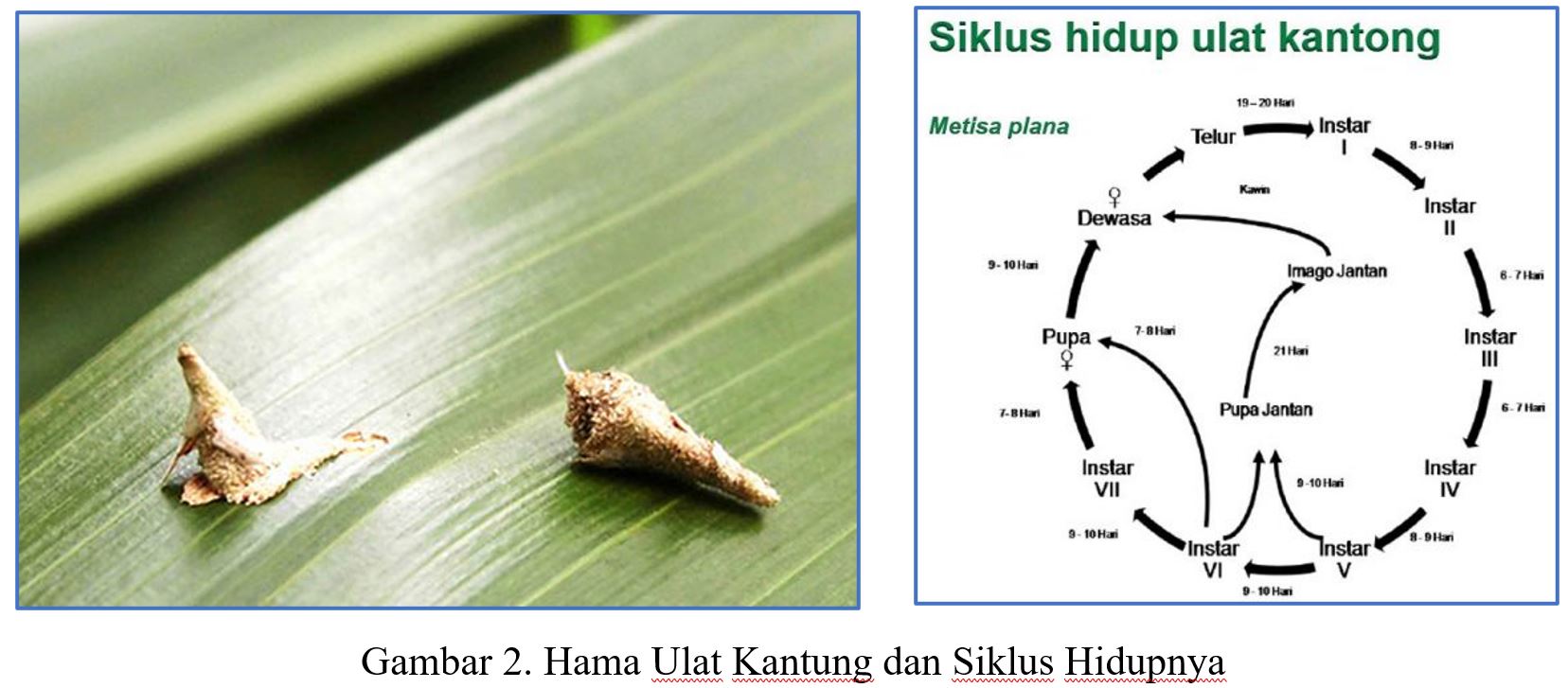 Pengendalian Hama Ulat Kantung Pada Tanaman Kelapa Sawit dengan Metode ...