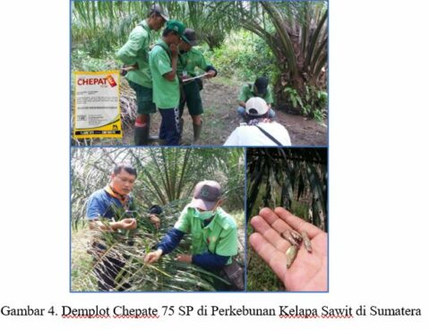 Pengendalian Hama Ulat Kantung Pada Tanaman Kelapa Sawit dengan Metode ...