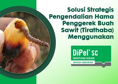 Solusi Strategis Pengendalian Hama Penggerek Buah Sawit Menggunakan ...