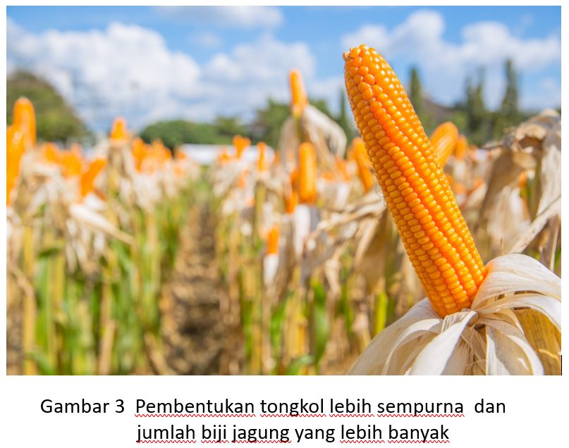 Tingkatkan Bobot Jagung dengan Gibgro 10 SP - Nufarm Indonesia