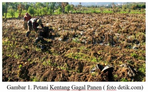 Pengendalian Penyakit Busuk Daun Dengan Pythoklor 82,5 WG - Nufarm ...