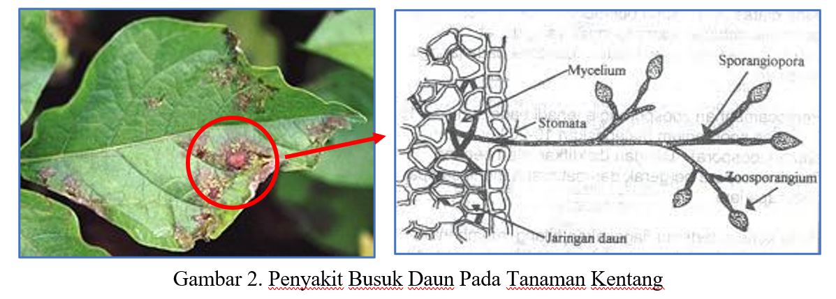 Pengendalian Penyakit Busuk Daun Dengan Pythoklor 82,5 WG - Nufarm ...
