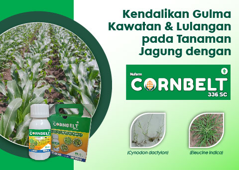 Kendalikan Gulma Kawatan & Lulangan Pada Tanaman Jagung - Nufarm Indonesia