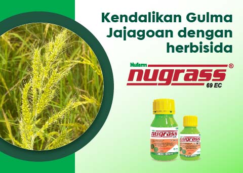 Kendalikan Gulma Jajagoan (Echinocloa crusgalli) - Nufarm Indonesia