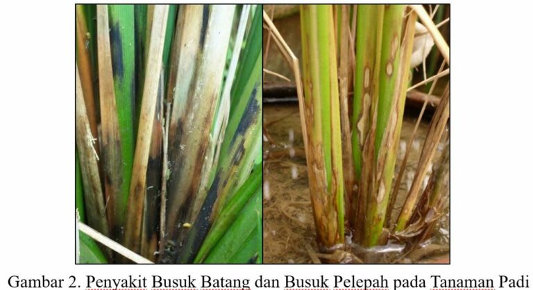 Amankan Tanaman Padi Dari Penyakit Busuk Batang dan Busuk Pelepah ...